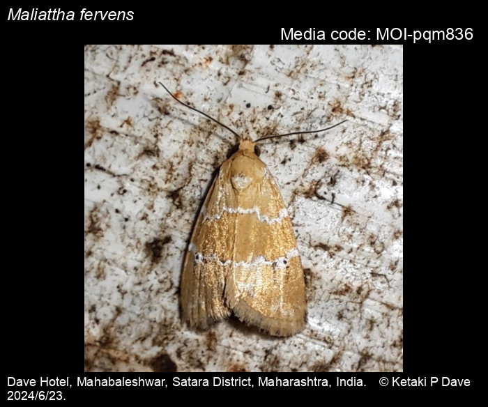 Maliattha fervens | Moths